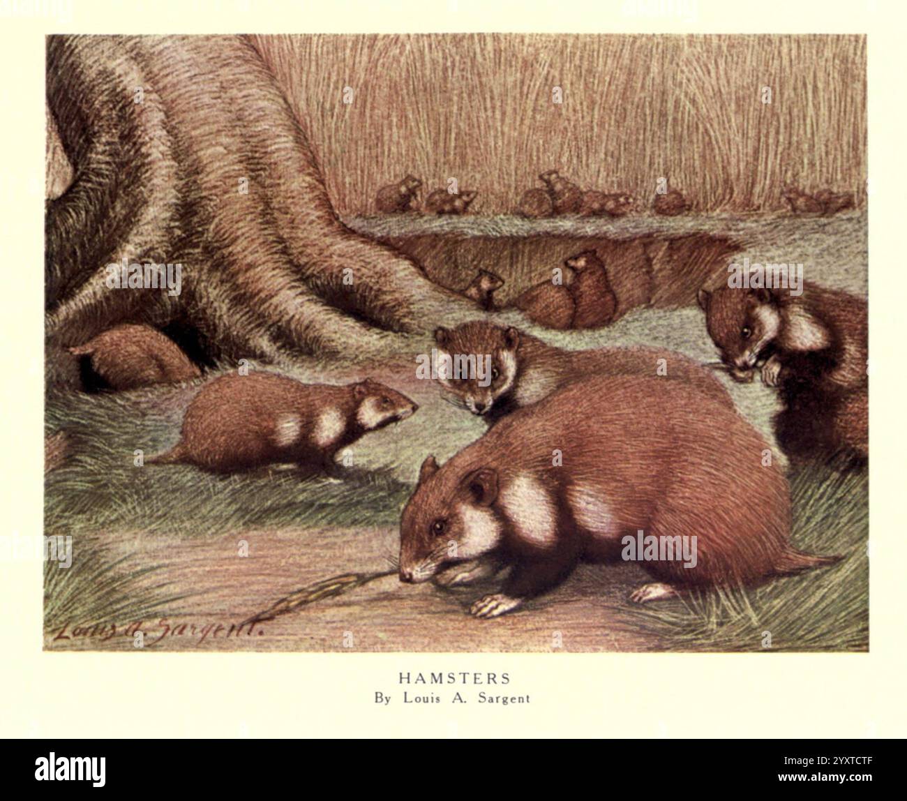 Hamsters family hi-res stock photography and images - Alamy