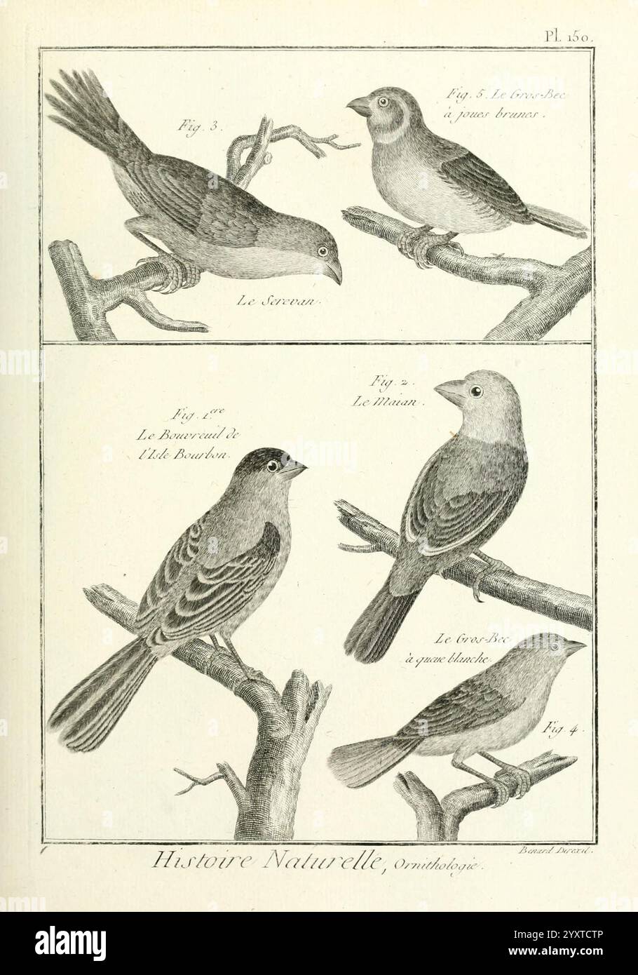 Detailed illustration of four distinct bird species hi-res stock ...