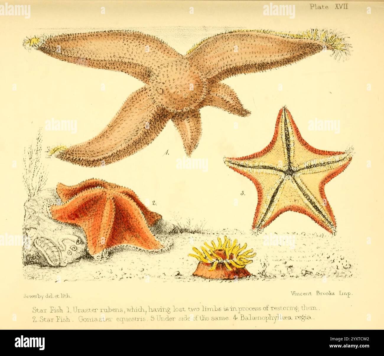 Illustration depicts several species hi-res stock photography and ...