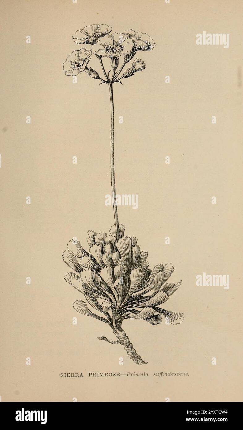 The wild flowers of California, San Francisco, Payot, Upham, & Company ...