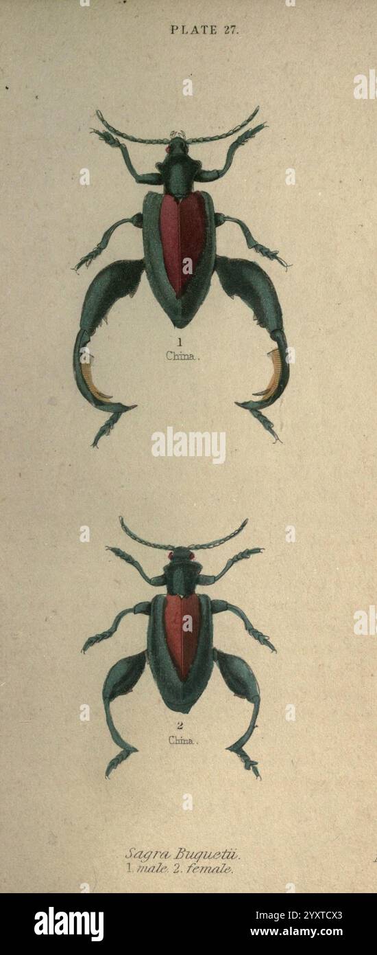 Two beetle specimens hi-res stock photography and images - Alamy