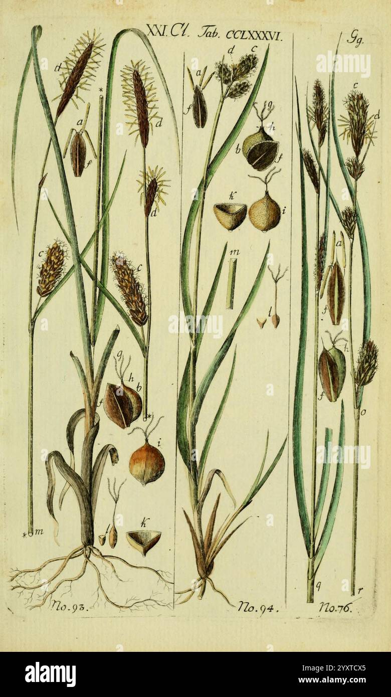 Bulbous structures labeled hi-res stock photography and images - Alamy