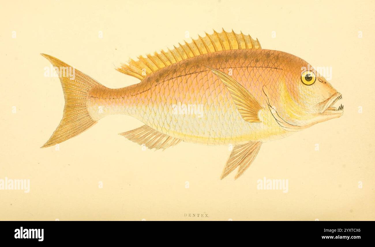 Prominent yellow eyes accentuate hi-res stock photography and images ...