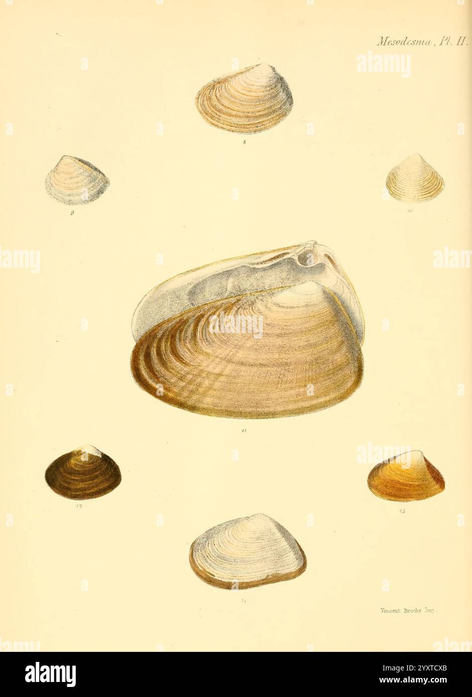 Illustration combines scientific labeling hi-res stock photography and ...