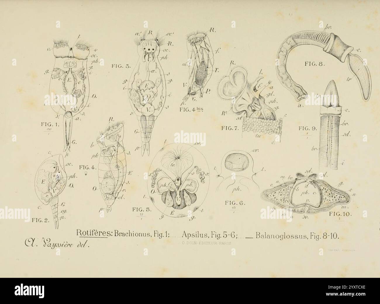 Atlas d'anatomie comparée des invertébrés, Paris, Doin, 1890 anatomy ...