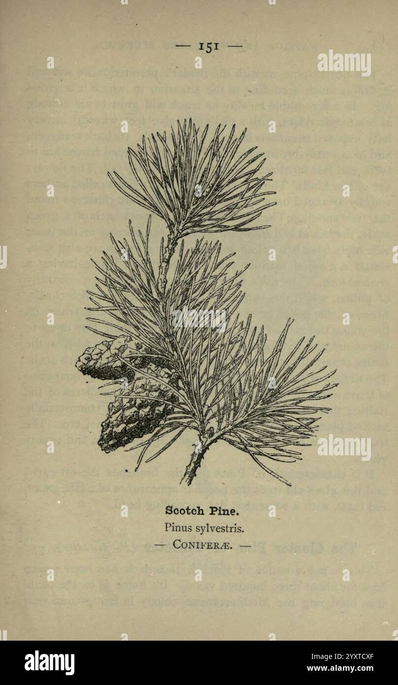 Coniferae scotch hi-res stock photography and images - Alamy