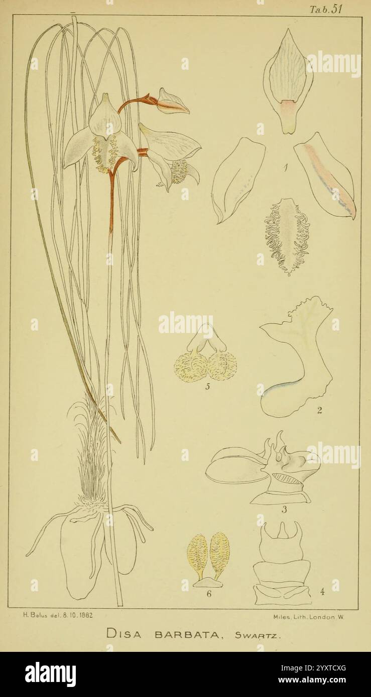 Icones orchidearum austro-africanarum extra-tropicarum, London, W ...