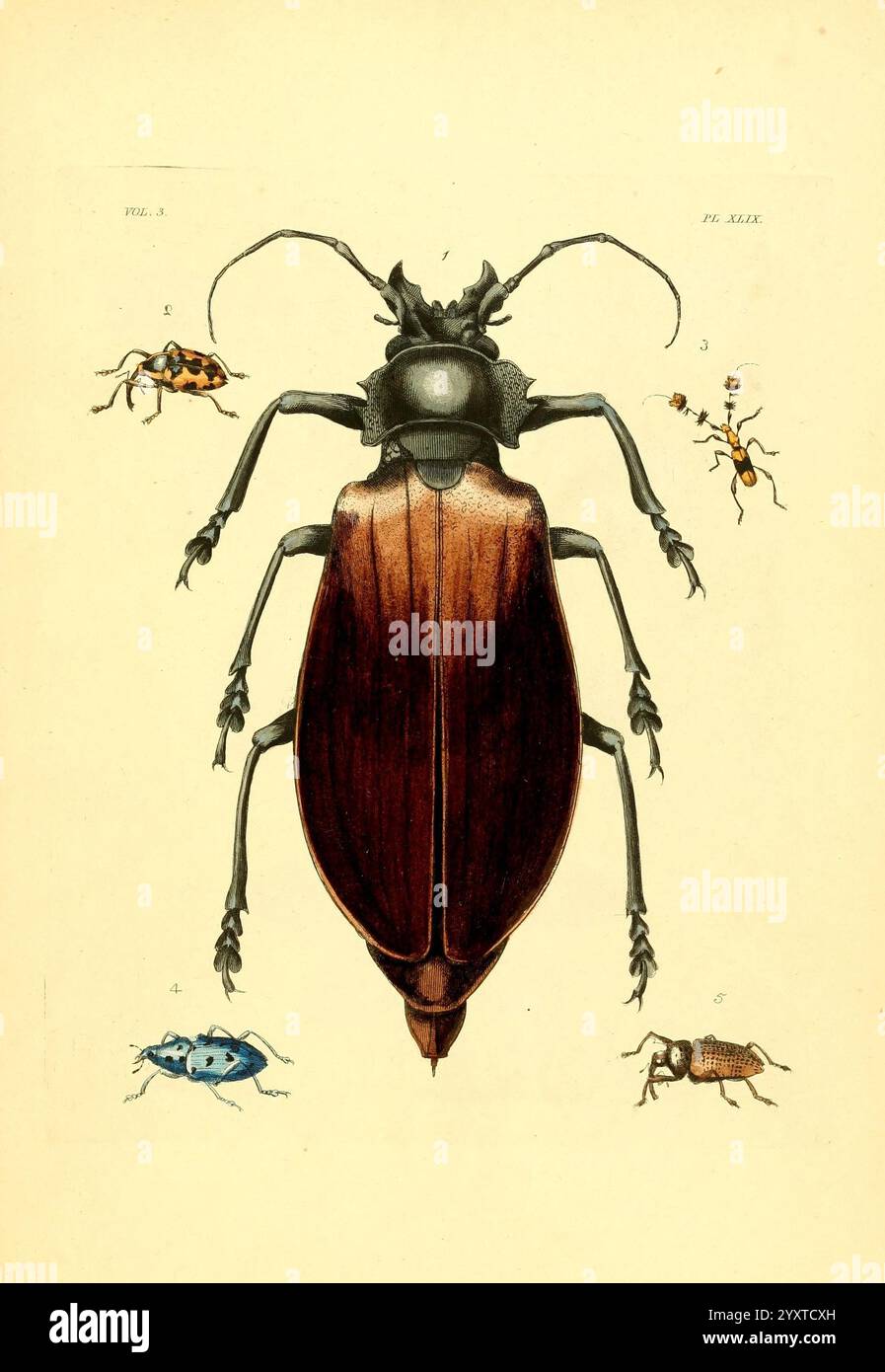 Simpler body structure hi-res stock photography and images - Alamy