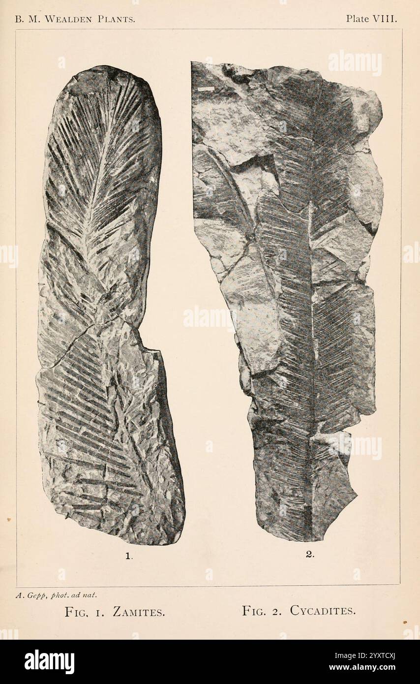 Cycads form hi-res stock photography and images - Alamy