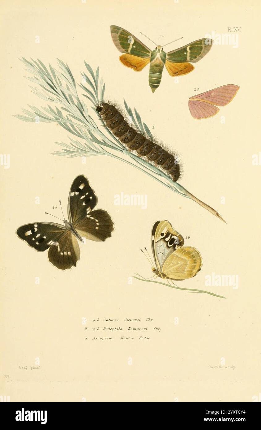 Upper section features three butterflies hi-res stock photography and ...