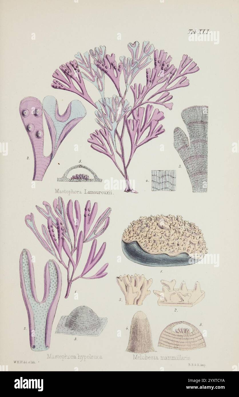 Nereis australis, Algae of the southern ocean, London, Reeve Brothers ...