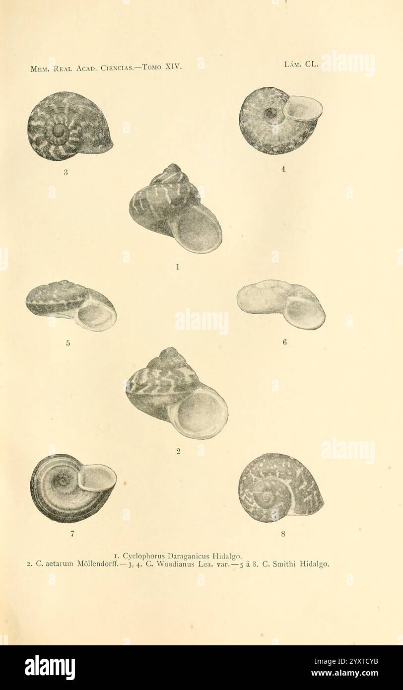Pronounced spiral structure hi-res stock photography and images - Alamy