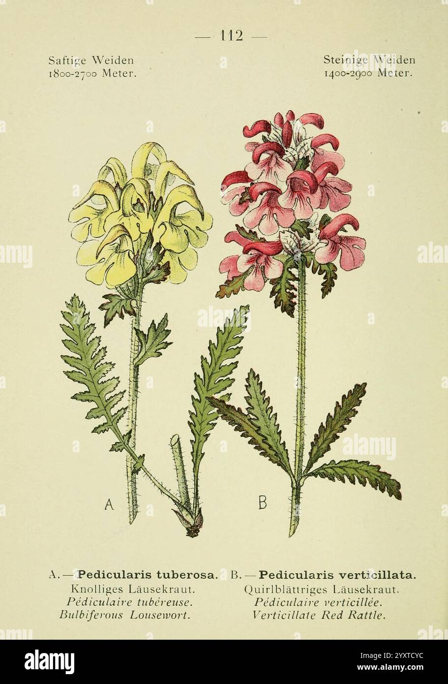 Illustration features two plant species labeled hi-res stock ...
