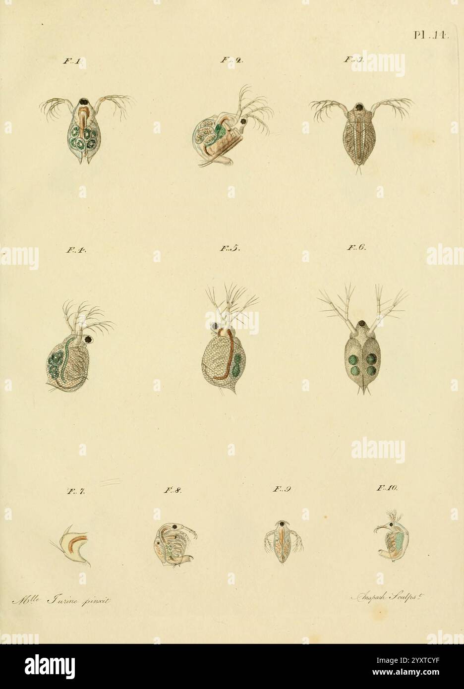 Showcasing unique anatomical traits hi-res stock photography and images ...