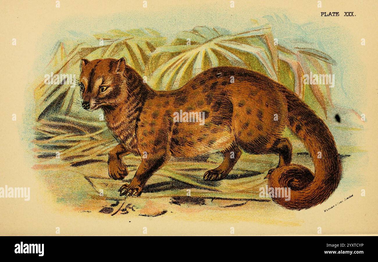 A handbook to the Carnivora, London, E. Lloyd, 1896, carnivora ...