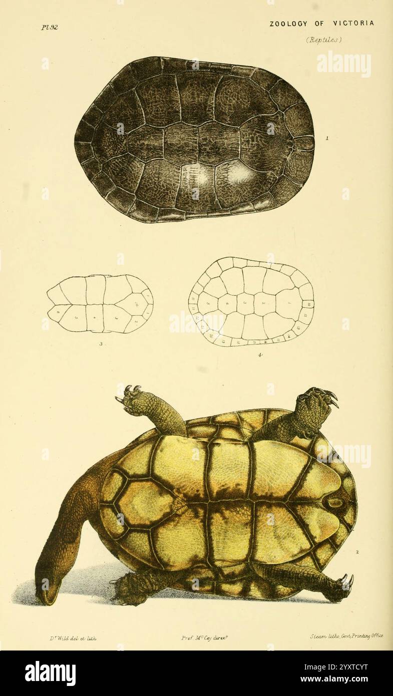 Longnecked river tortoise hi-res stock photography and images - Alamy