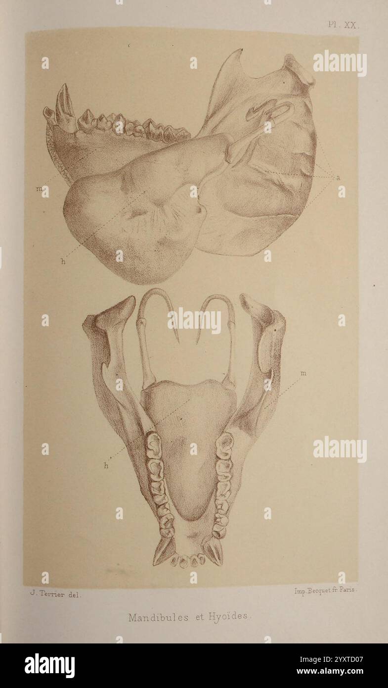 Hyoid Bone Shape