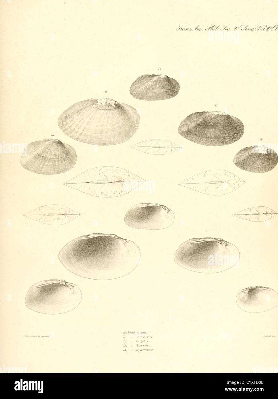Studying different shell types hi-res stock photography and images - Alamy