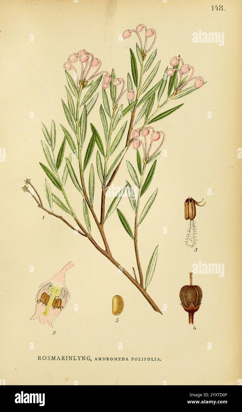 Billeder af Nordens flora, København, G.E.C. Gad, 1901-1903 [i.e. 1907 ...