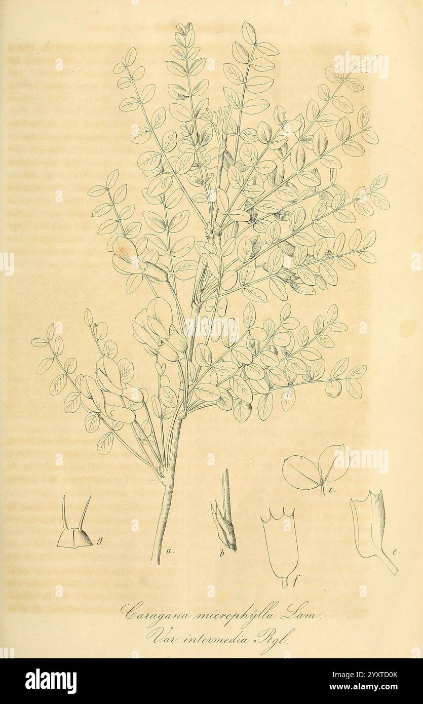 Identifying key characteristics hi-res stock photography and images - Alamy