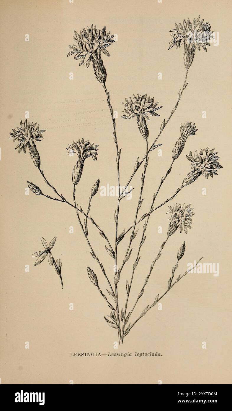 Lessingia leptoclada hi-res stock photography and images - Alamy