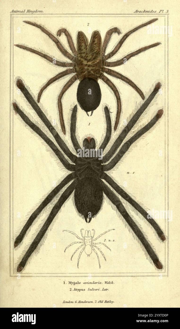 The animal kingdom, arranged according to its organization London, G ...