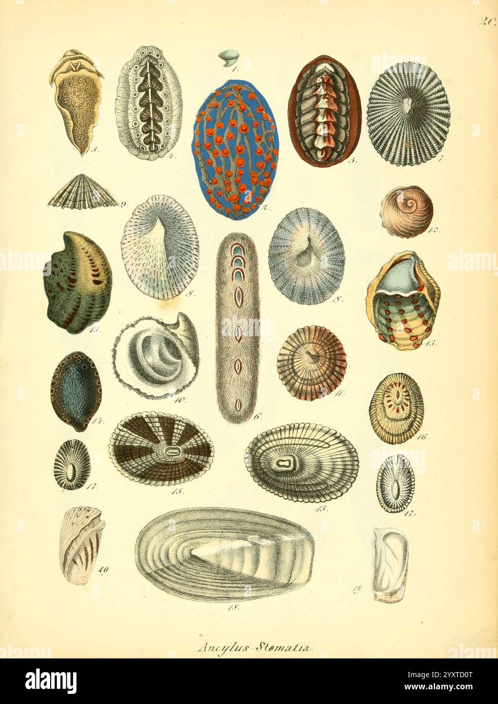 Representing different species of marine mollusks hi-res stock ...
