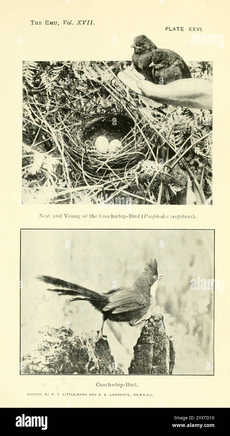 The Emu Melbourne Royal Australasian Ornithologists Union 1901 ...