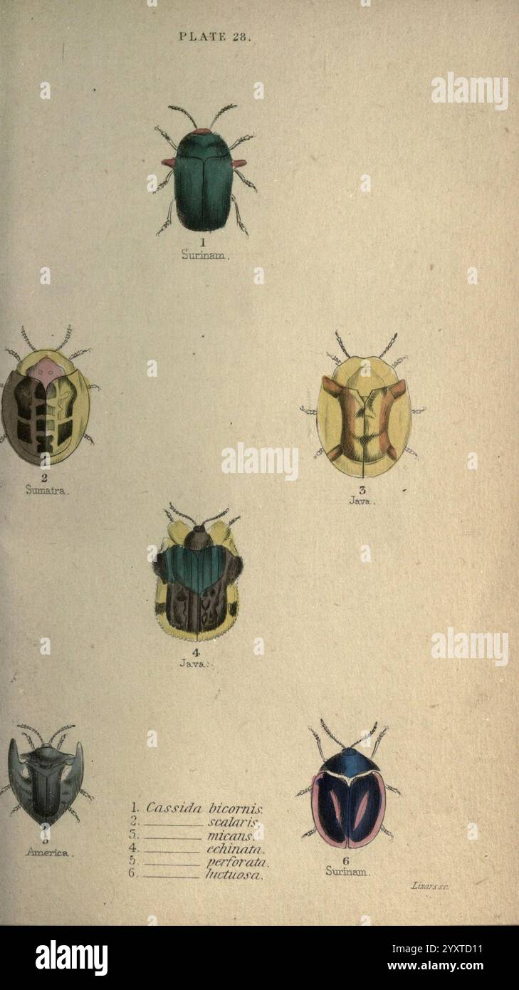 Showcases distinct markings hi-res stock photography and images - Alamy