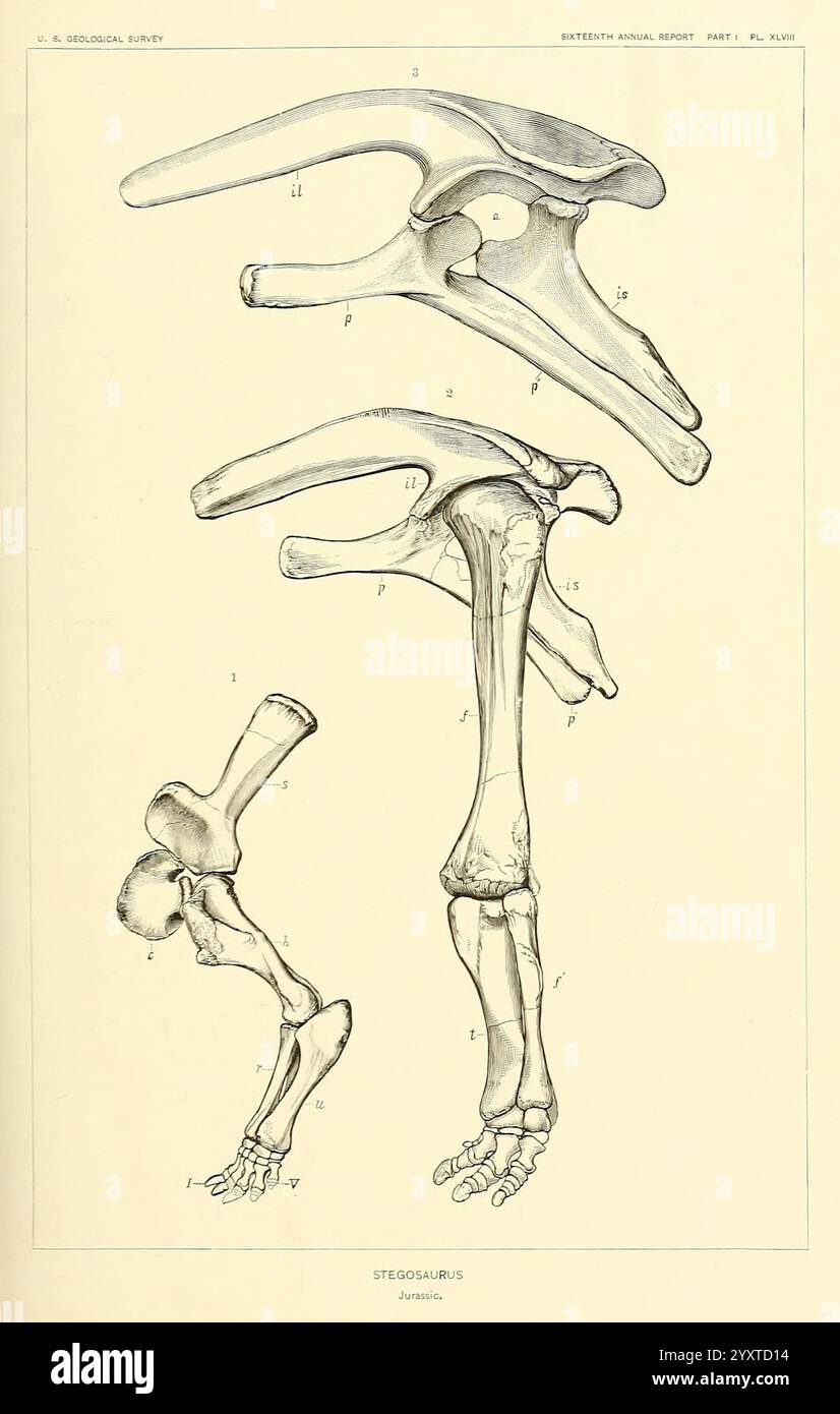 The dinosaurs of North America, Washington, Govt. Print, 1896 ...