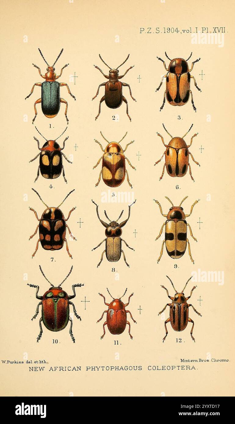 Various coleopteran species indigenous hi-res stock photography and ...