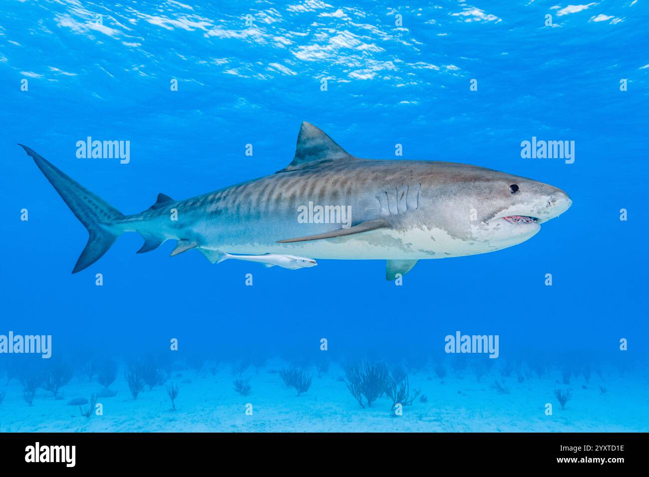 tiger shark, Galeocerdo cuvier, with slender sharksucker, Echeneis ...