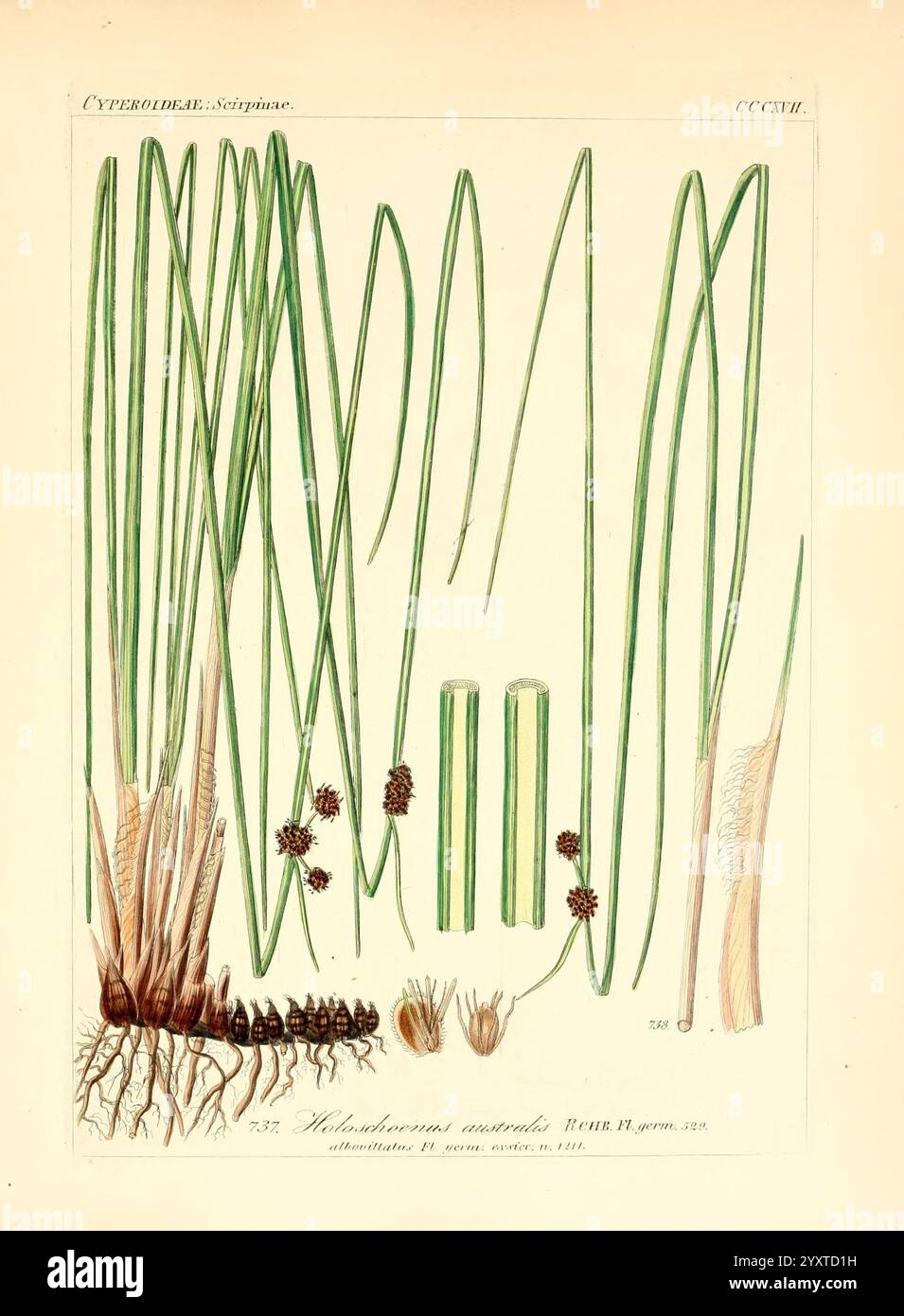 Plants root system highlights hi-res stock photography and images - Alamy