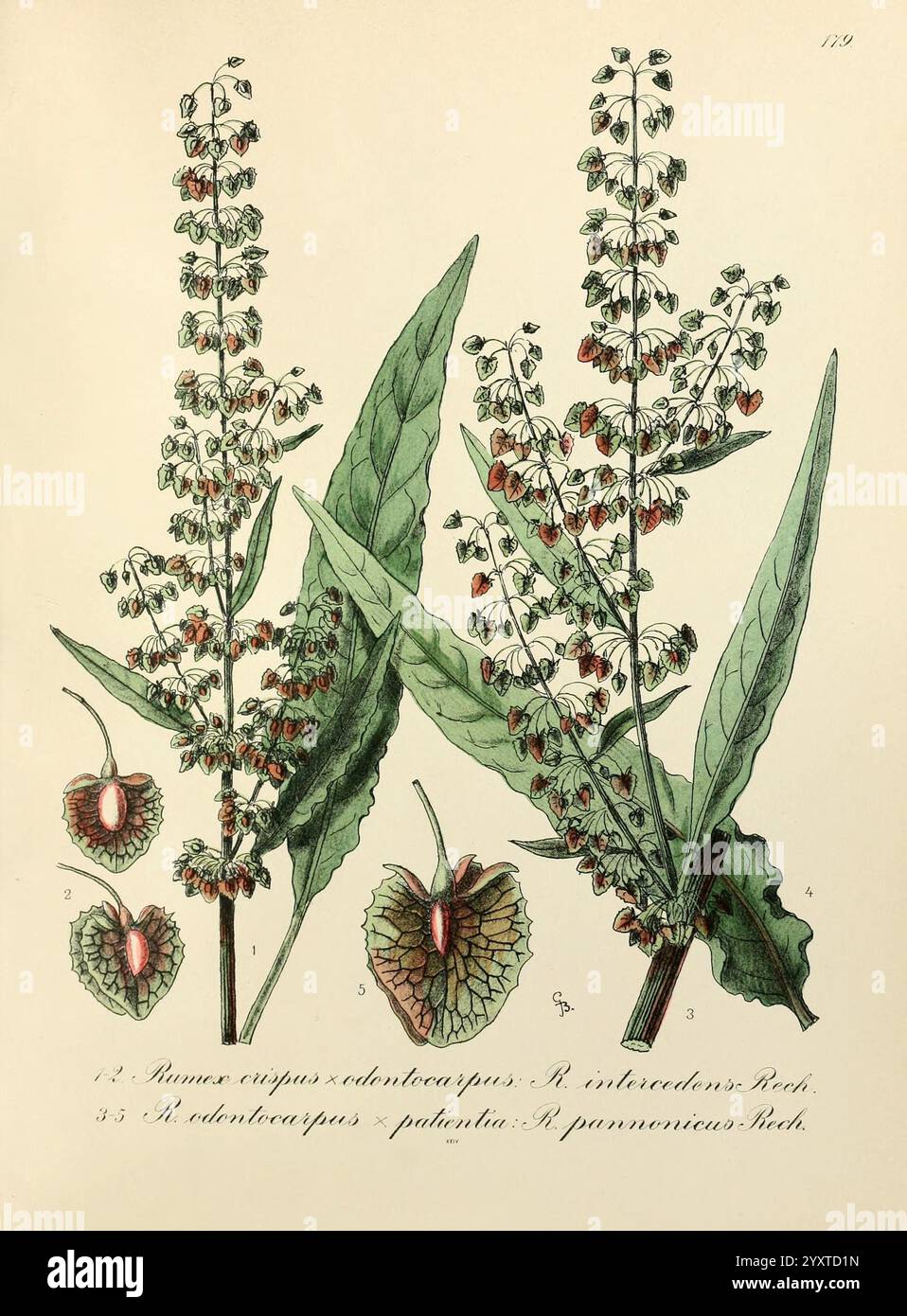 Genus rumex hi-res stock photography and images - Alamy