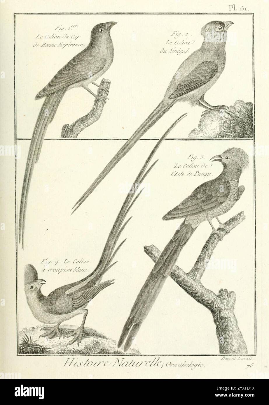 Tableau, encyclopédique, et, méthodique, des, trois, règnes, de, la ...