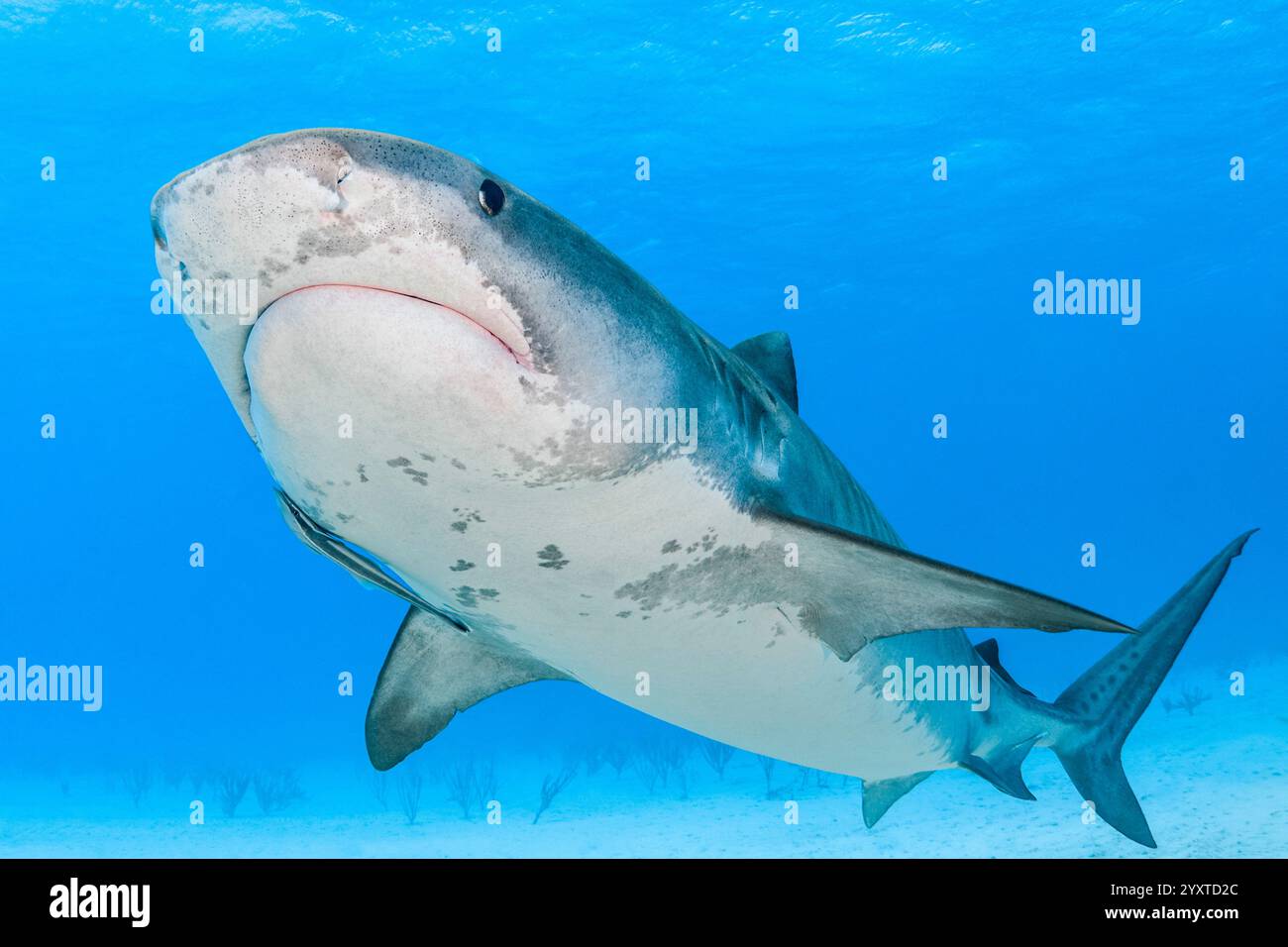 tiger shark, Galeocerdo cuvier, with slender sharksucker, Echeneis ...