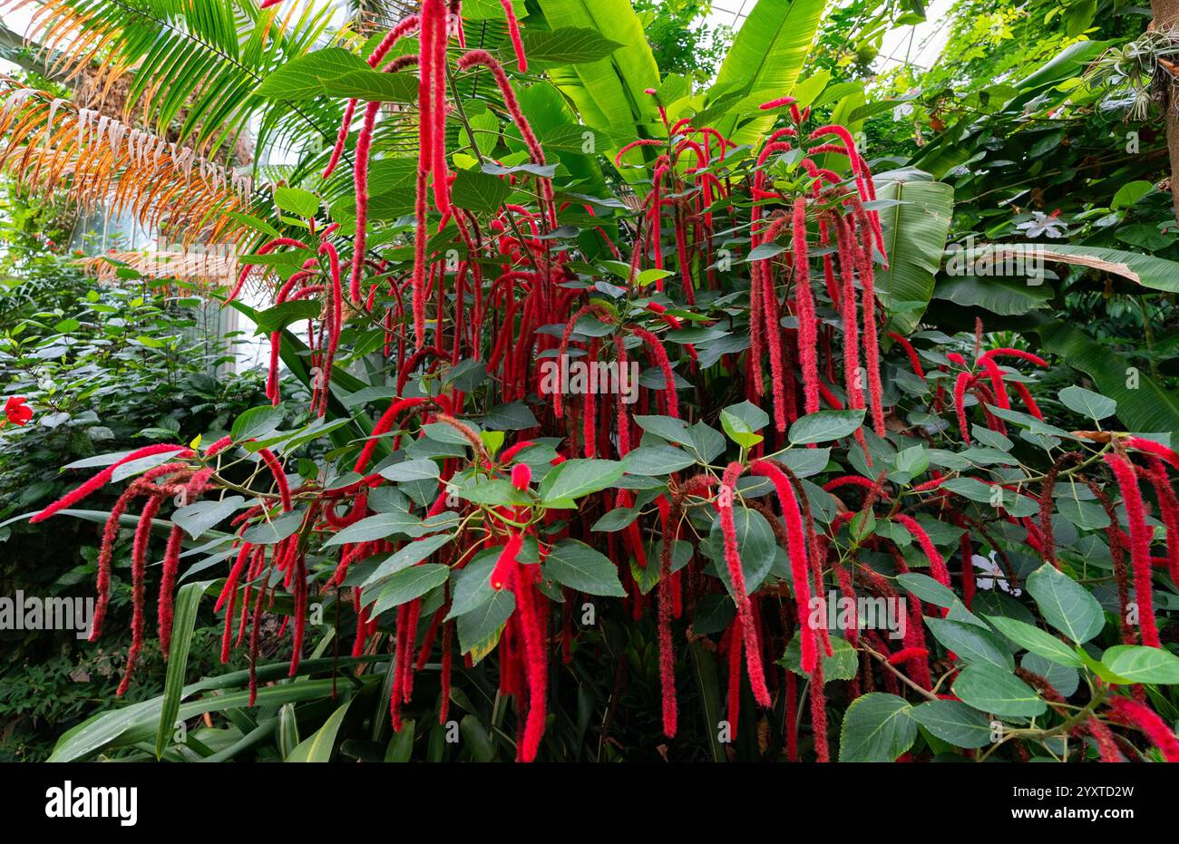 Philippine medusa or red hot cat tail. Acalypha hispida Stock Photo - Alamy