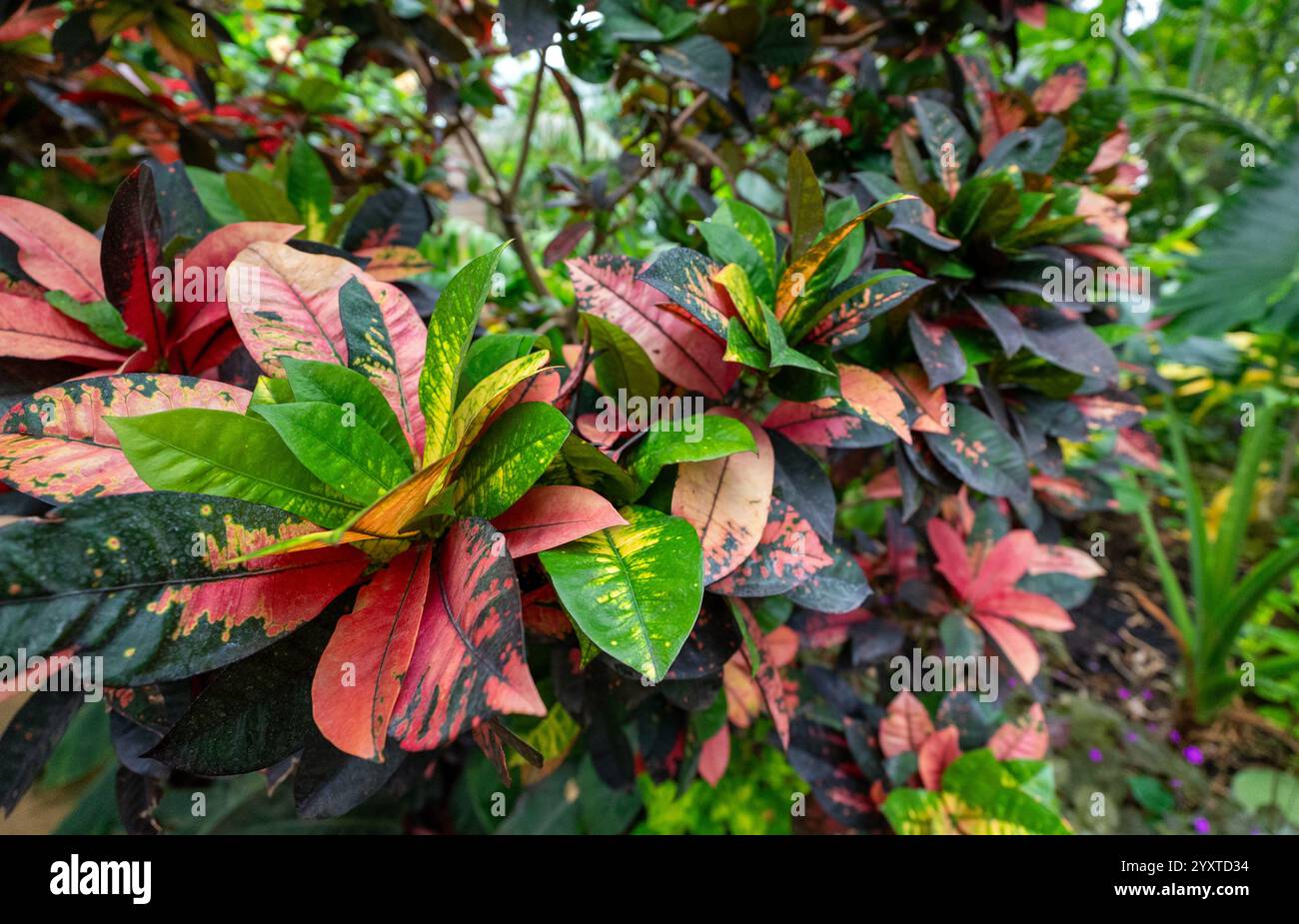 Fire croton plant. Codiaeum variegatum Stock Photo - Alamy