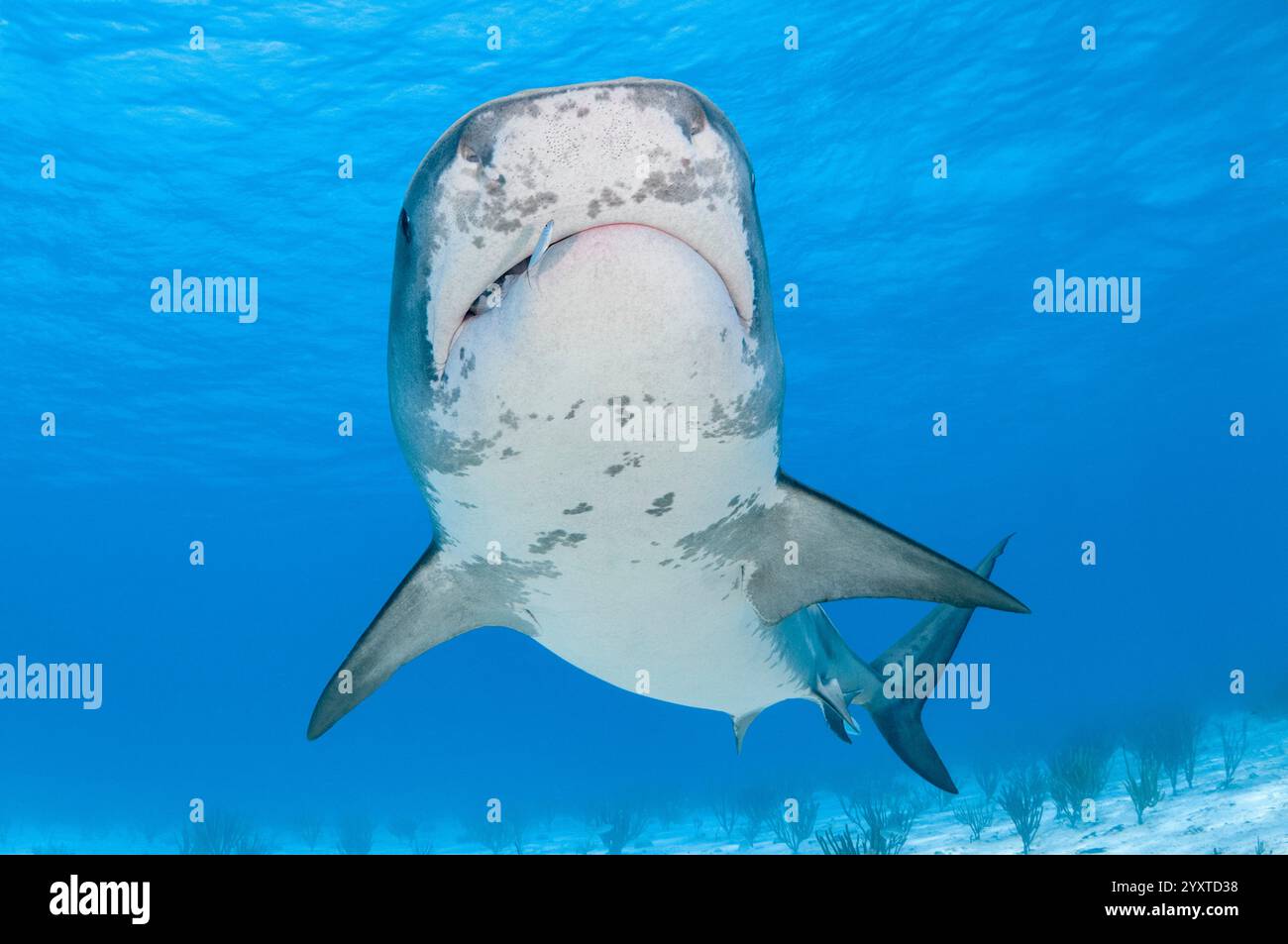 tiger shark, Galeocerdo cuvier, with juvenile bar jack, Caranx ruber ...