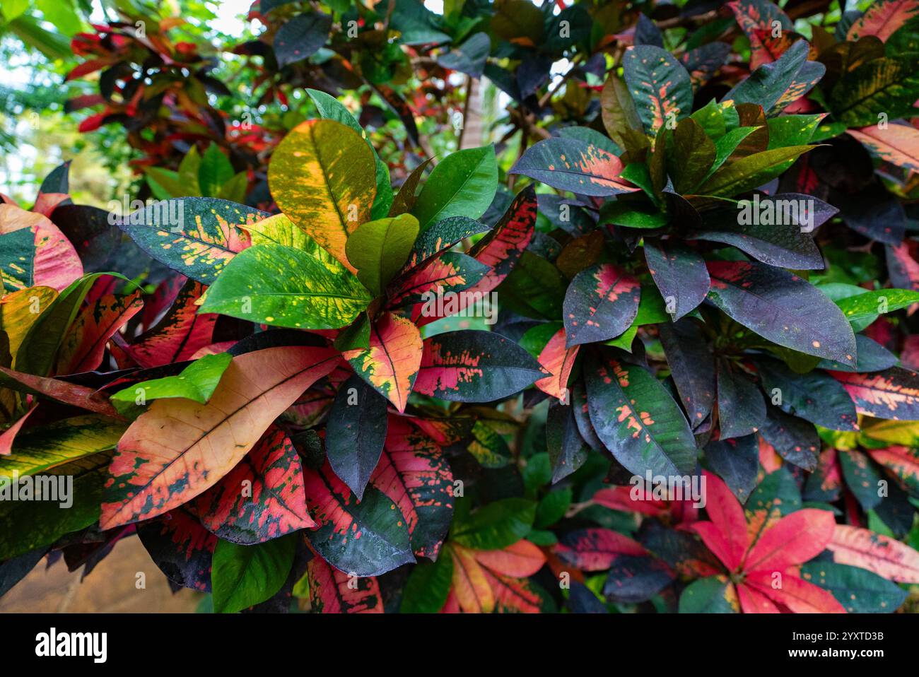 Fire croton plant. Codiaeum variegatum Stock Photo - Alamy