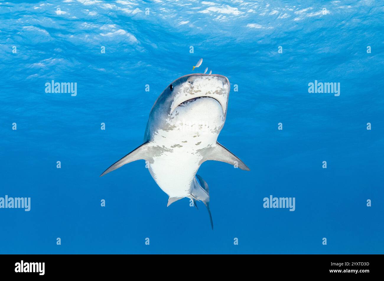 tiger shark, Galeocerdo cuvier, with juvenile yellow jack, Carangoides ...