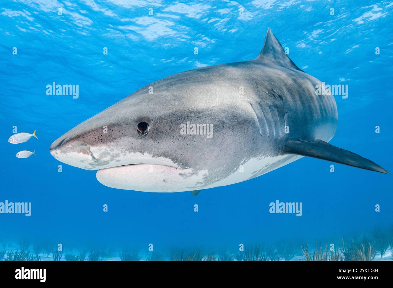 tiger shark, Galeocerdo cuvier, with juvenile yellow jack, Carangoides ...