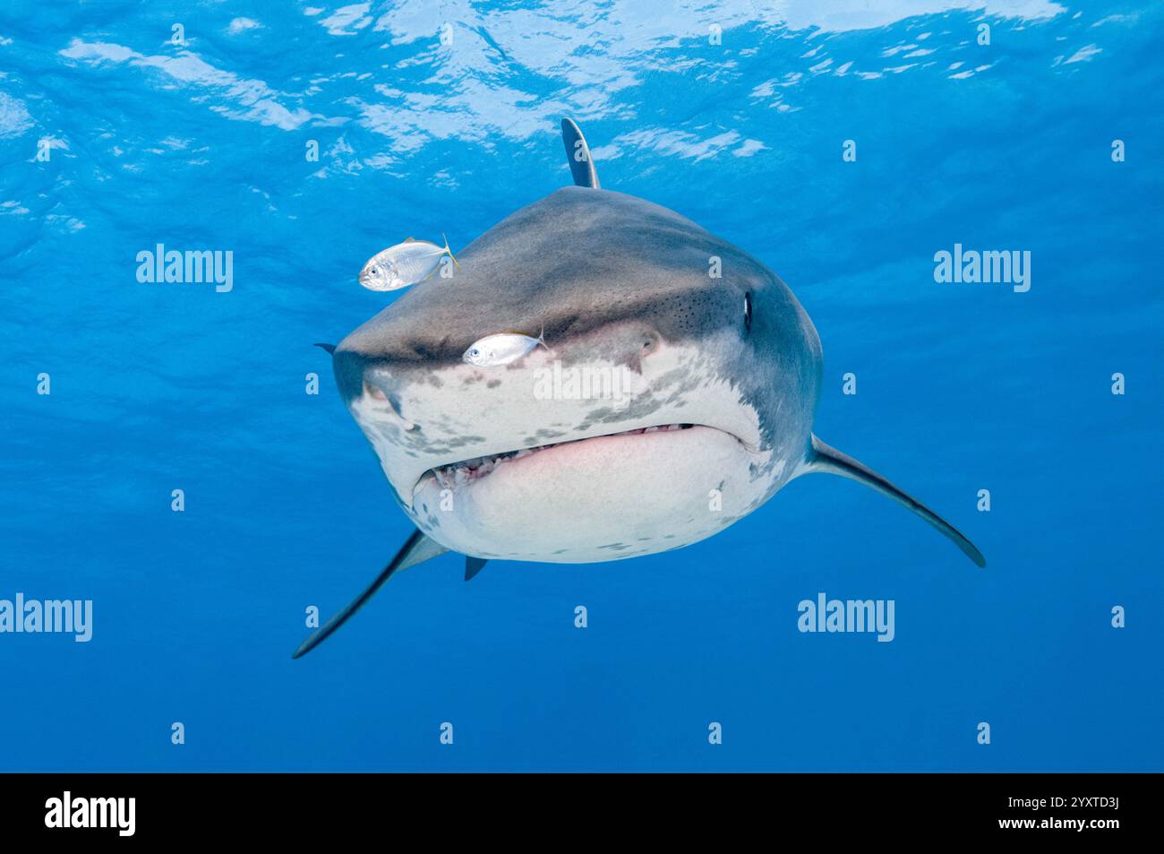 tiger shark, Galeocerdo cuvier, with juvenile yellow jack, Carangoides ...