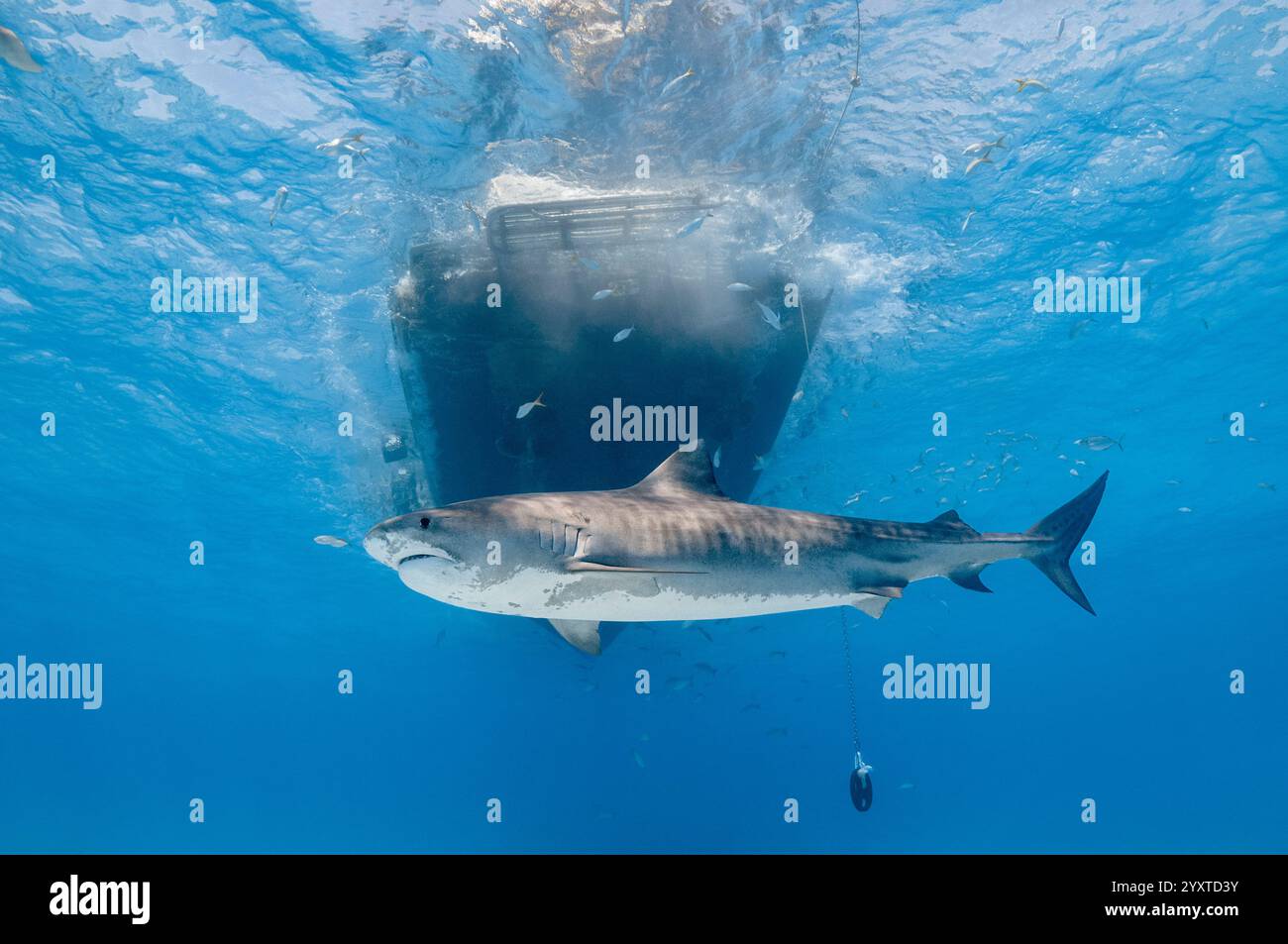 tiger shark, Galeocerdo cuvier, swimming under liveaboard vessel, M/V ...