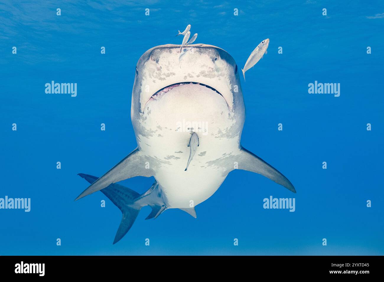 tiger shark, Galeocerdo cuvier, with juvenile bar jack, Caranx ruber ...