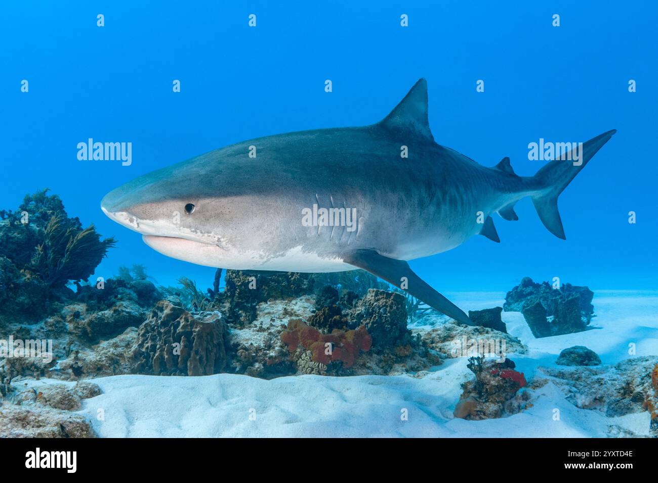tiger shark, Galeocerdo cuvier, over coral reef, Grand Bahama, Bahamas ...