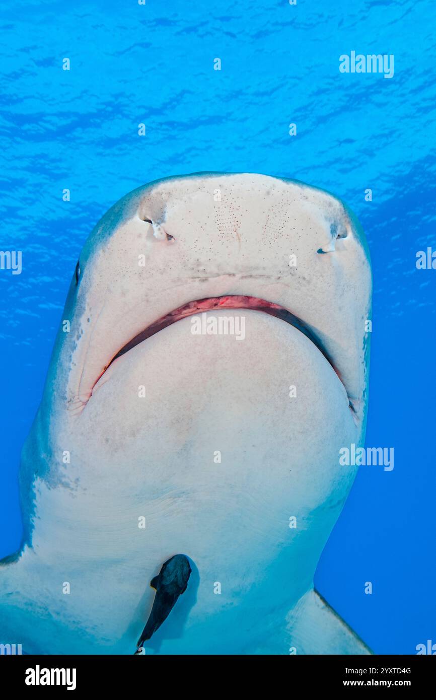 tiger shark, Galeocerdo cuvier, with common remora, Remora remora ...