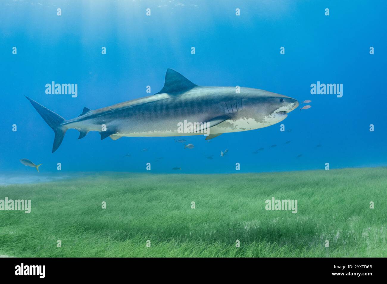 tiger shark, Galeocerdo cuvier, with juvenile bar jack, Caranx ruber ...