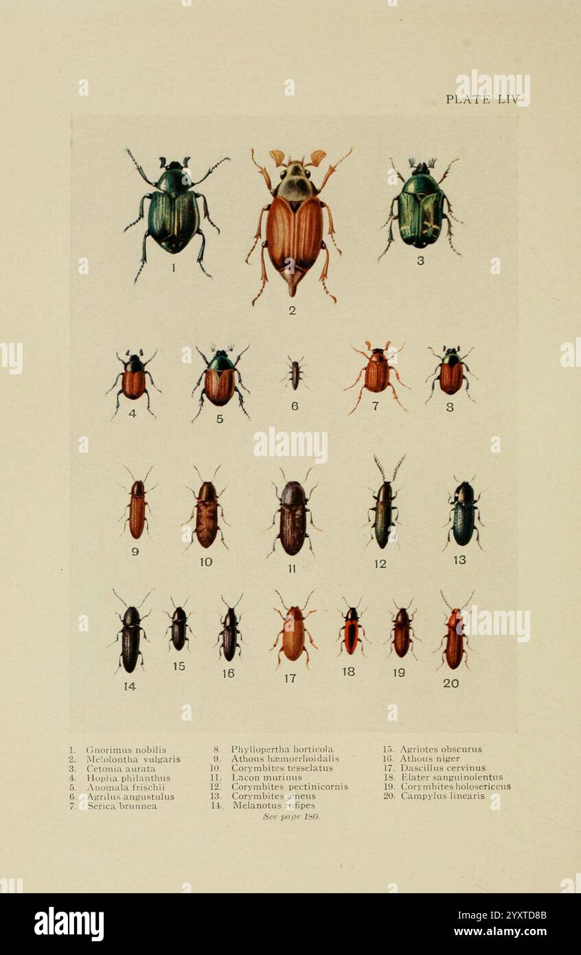 Insect, Life, London, A. & C. Black, Ltd, 1921, Arthropoda, Entomology ...