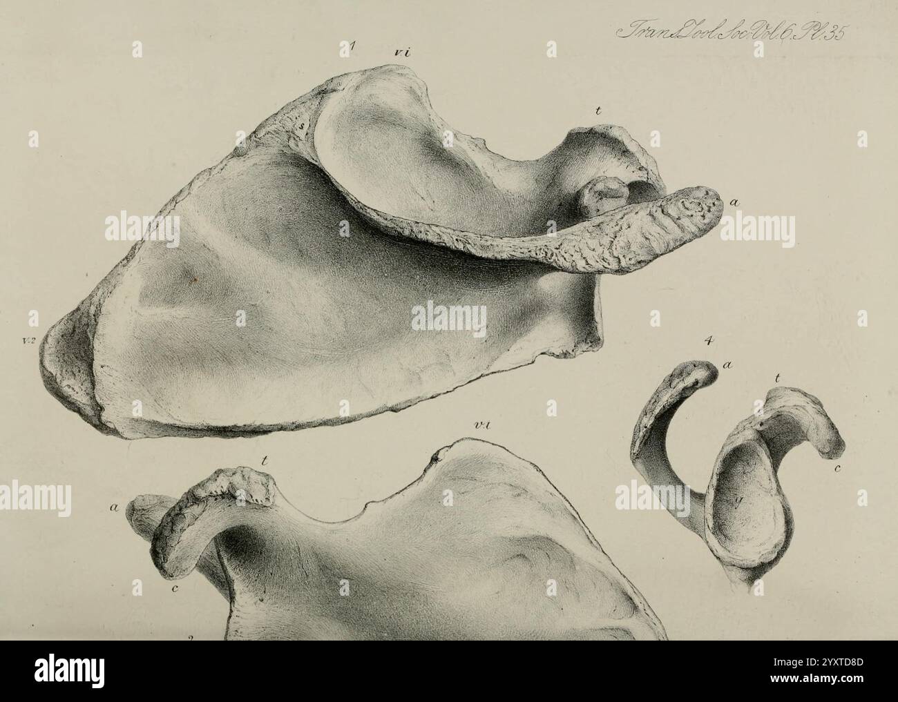 Transactions of the Zoological Society of London, London, Published for ...